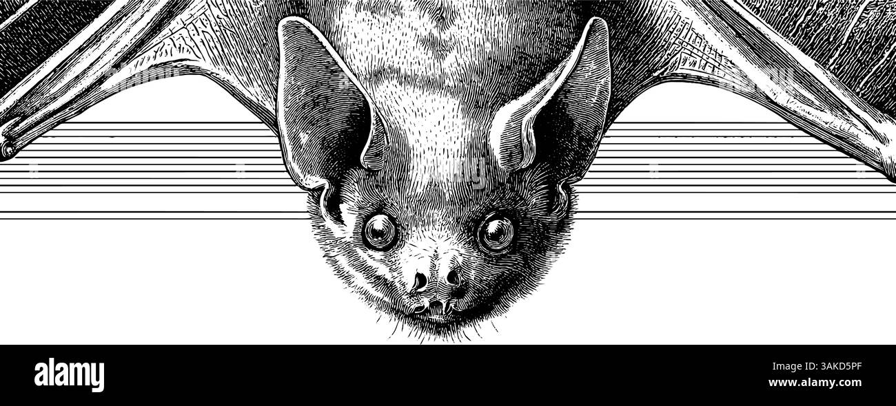 Intricate engraving of a bat hanging upside down for artistic design ...