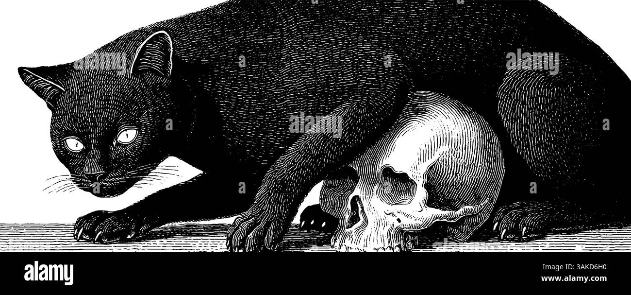 Mysterious cat engraving Stock Vector Images - Alamy