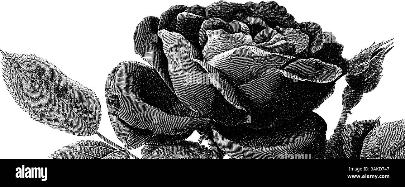 Detailed engraving of a black rose with thorns for artistic design ...