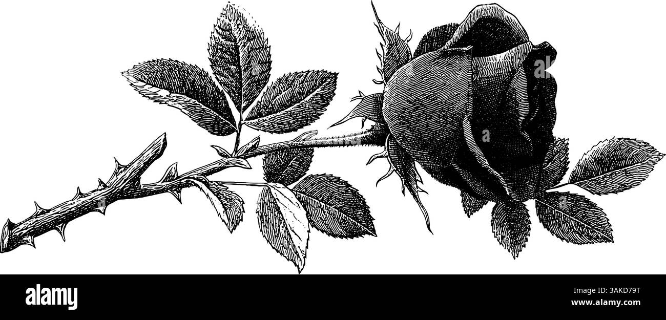 Engraved illustration of a black rose with thorns for art and design ...
