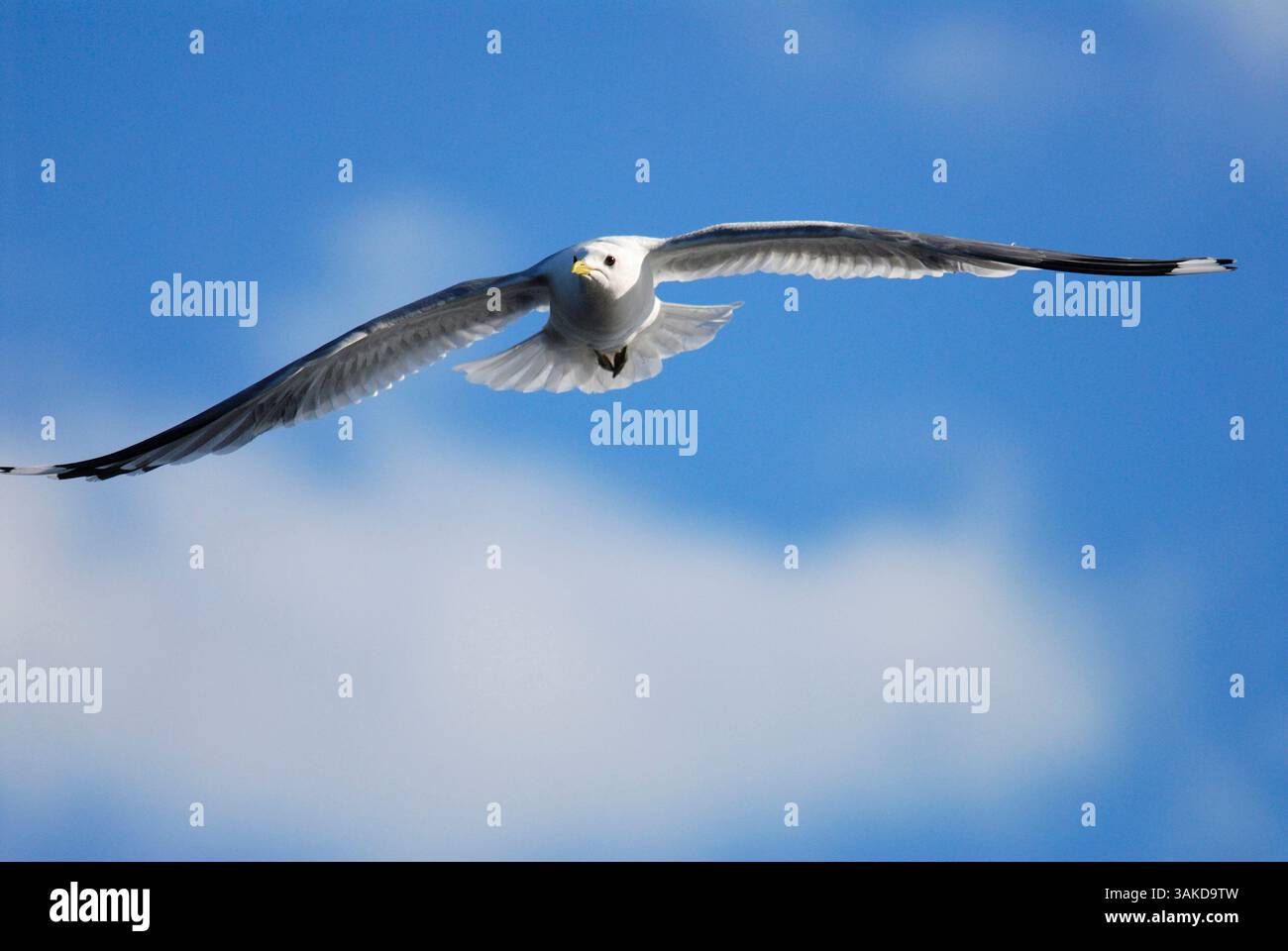 Common gull (Larus canus) flying Stock Photo - Alamy