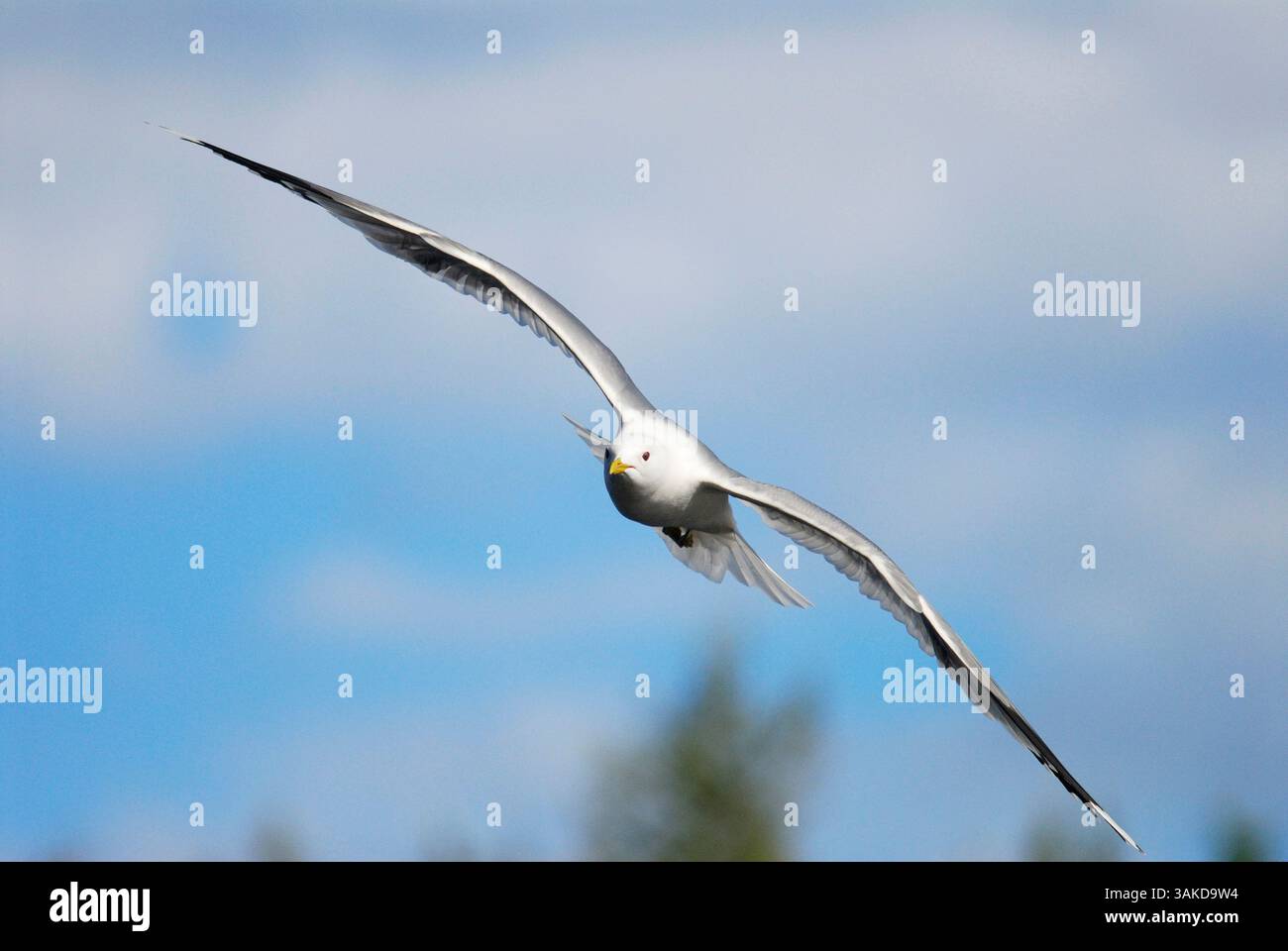 Common gull (Larus canus) flying Stock Photo - Alamy