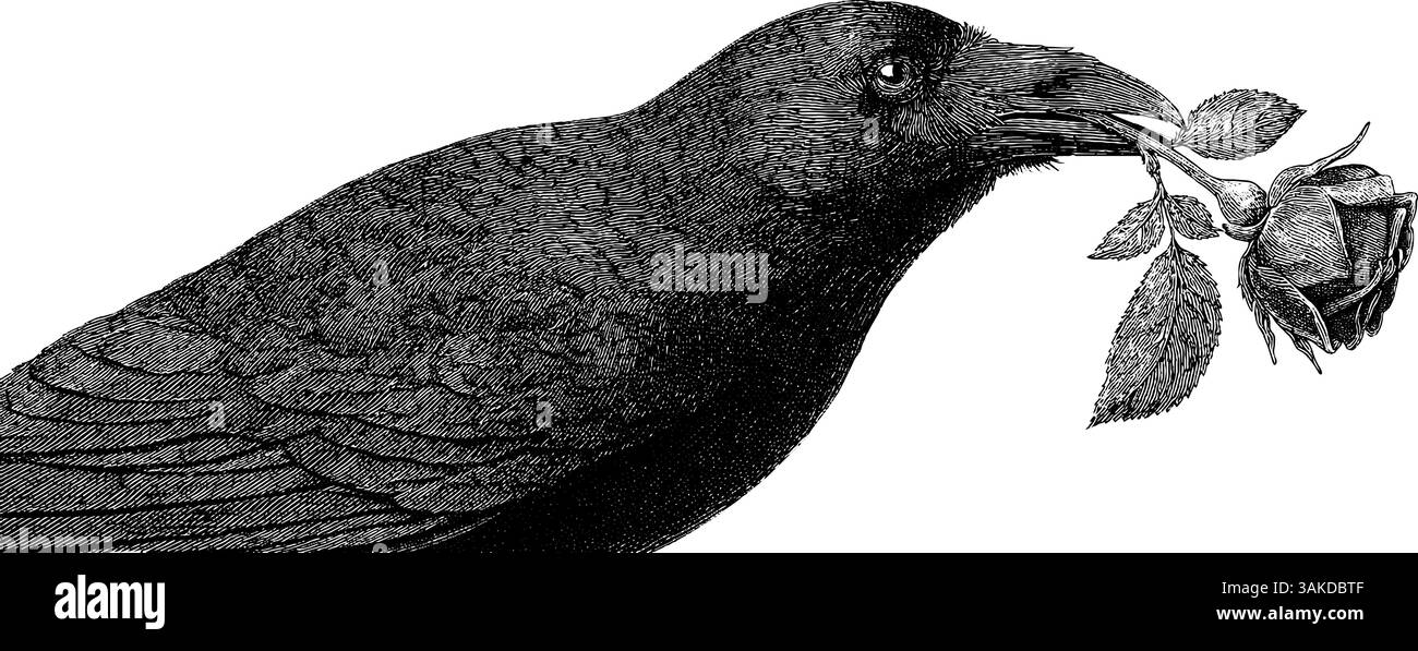 Engraved crow with rose illustration for romantic and nature-inspired ...