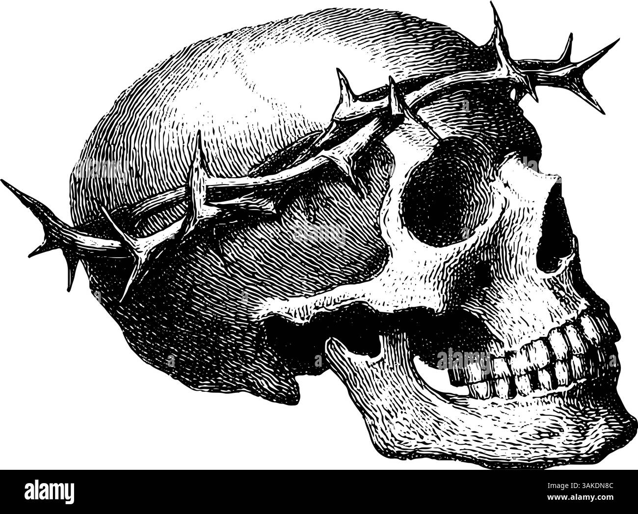 Intricate engraved skull with thorns illustration - gothic art concept ...