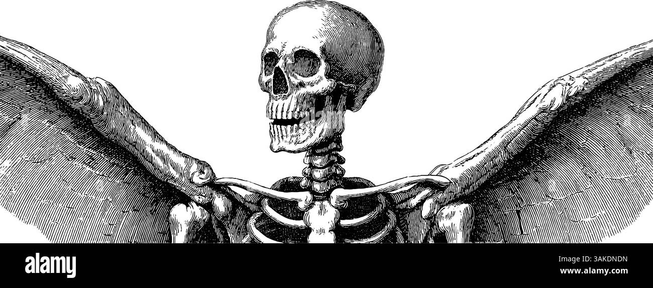 Gothic skeleton illustration with wings for halloween decor and design ...
