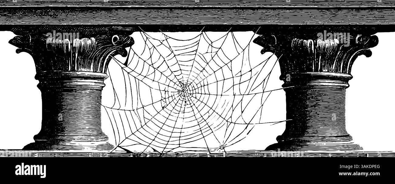 Detailed engraved illustration of spider web between classical columns ...