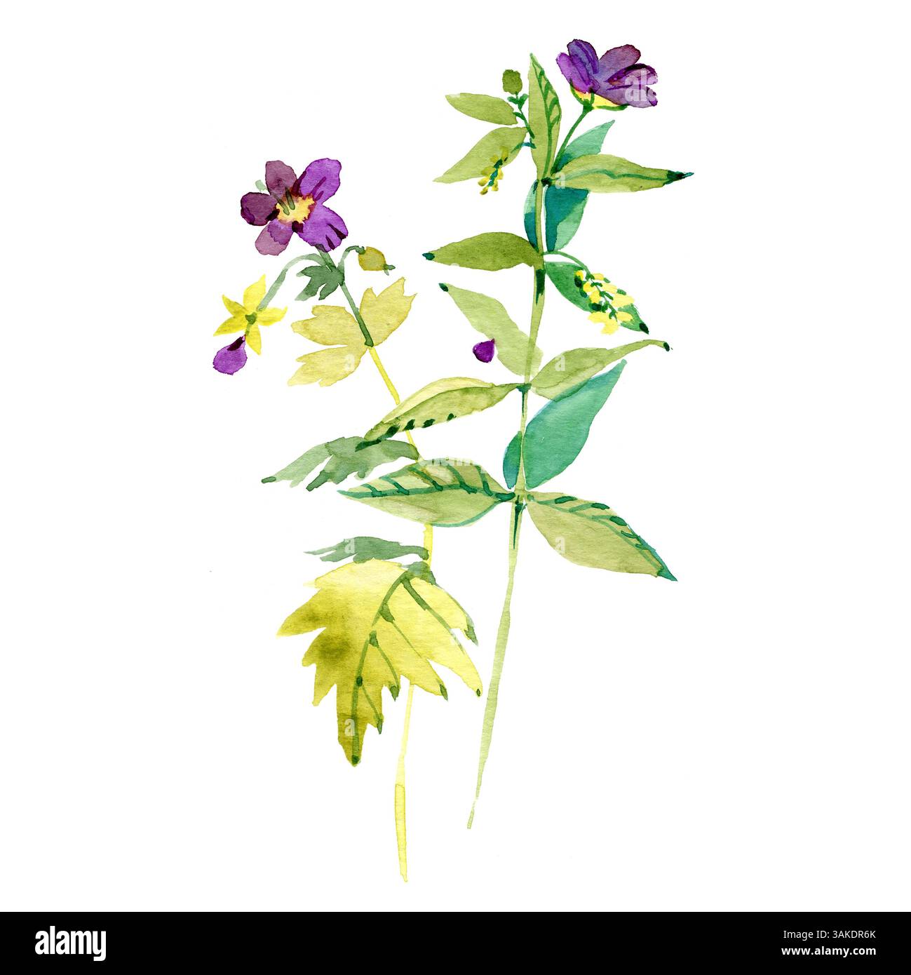 Virginia Meadow Beauty. Botanical illustration. Watercolor painting on ...