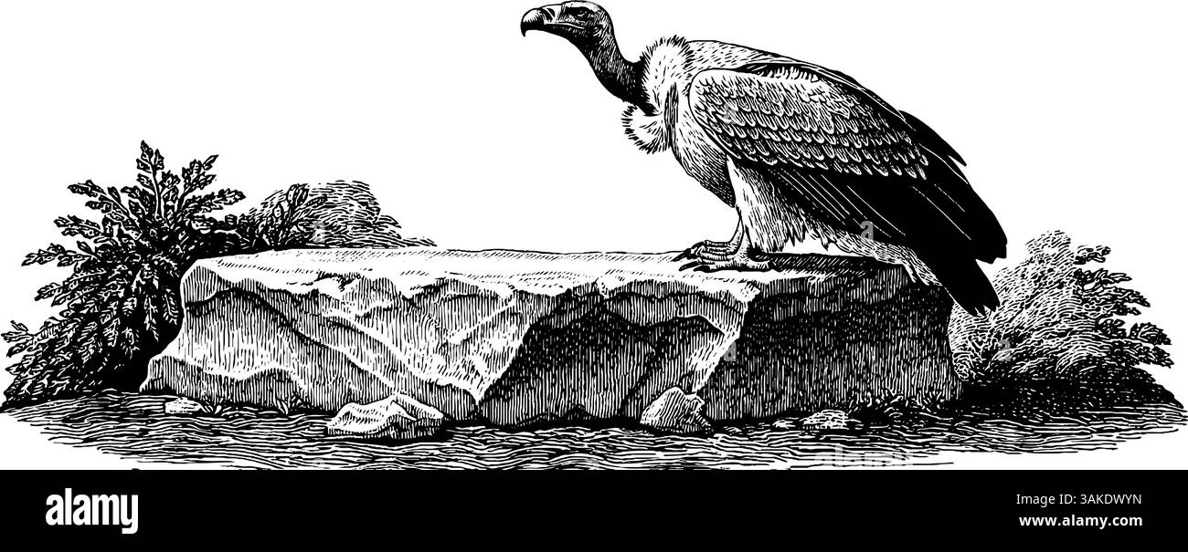 Engraved illustration of a vulture on a rock in nature Stock Vector ...