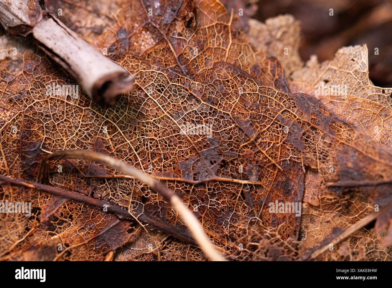 Decomposing leaf hi-res stock photography and images - Alamy