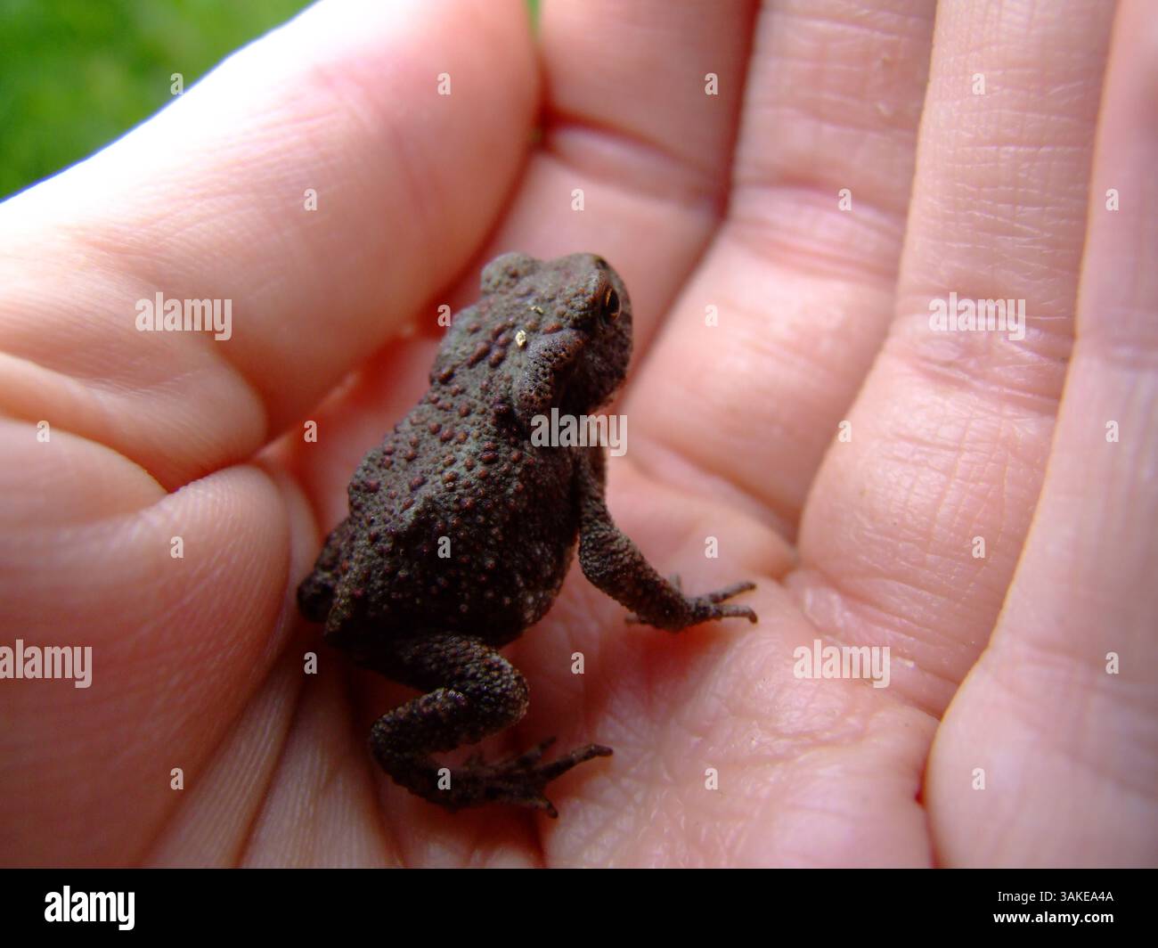 A small toad nestled gently in the palm of her hand, showing off her ...