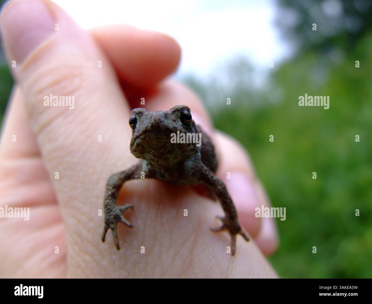 A small toad gently rests in the palm of its hand, demonstrating the ...