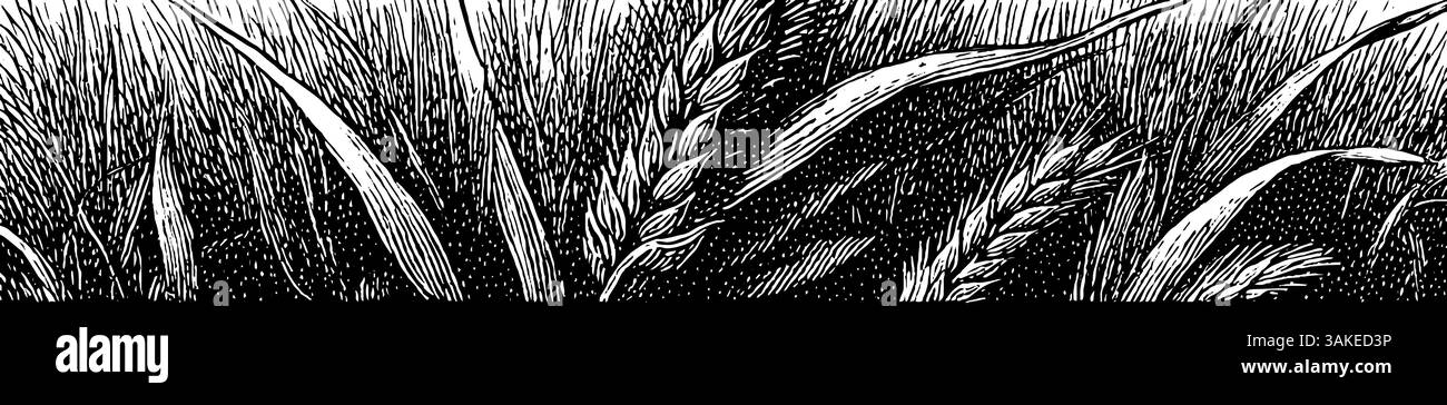 Engraved wheat stalks forming a banner in detailed illustration for ...