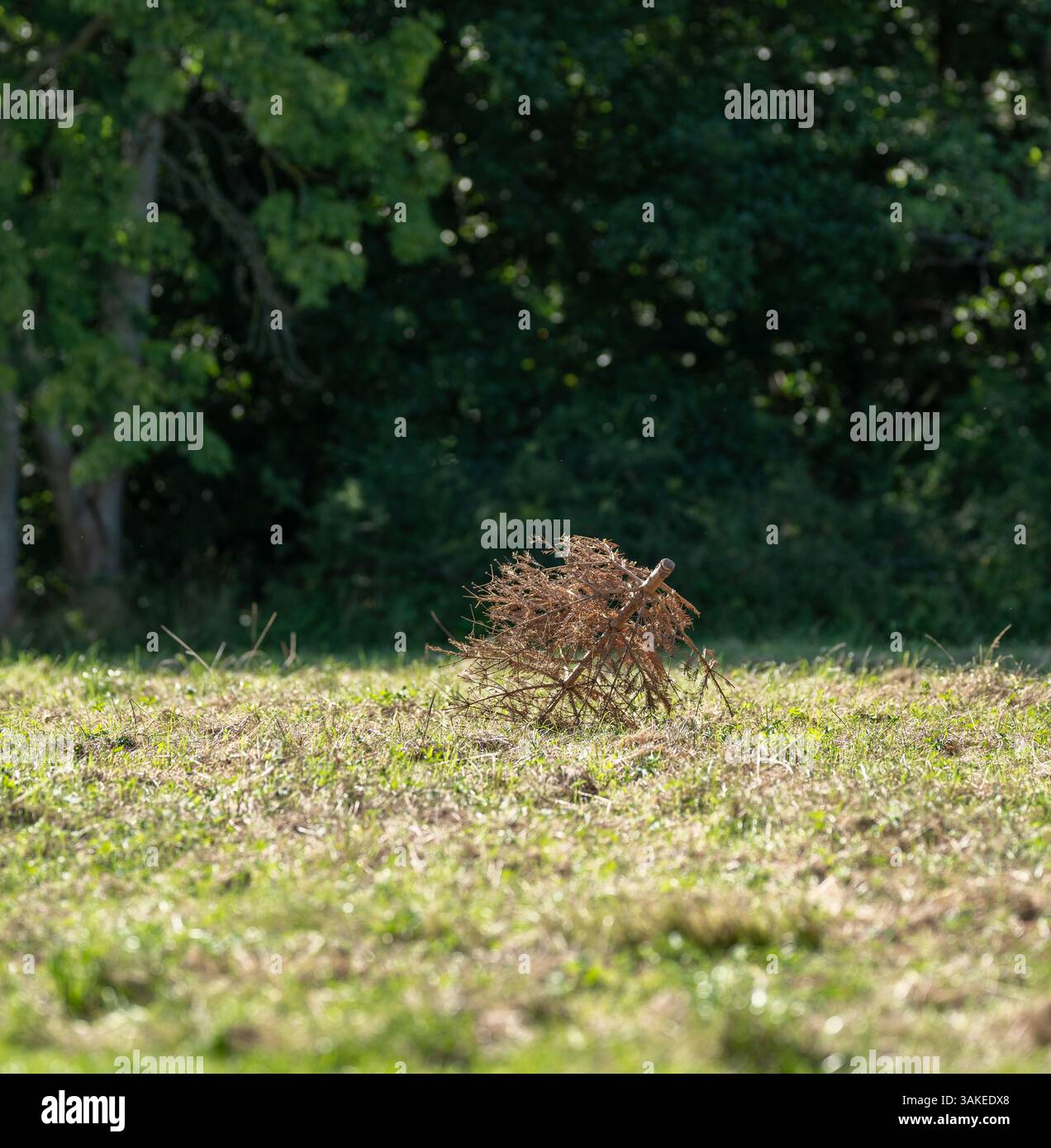 Christmas tree dumped in a field Stock Photo - Alamy