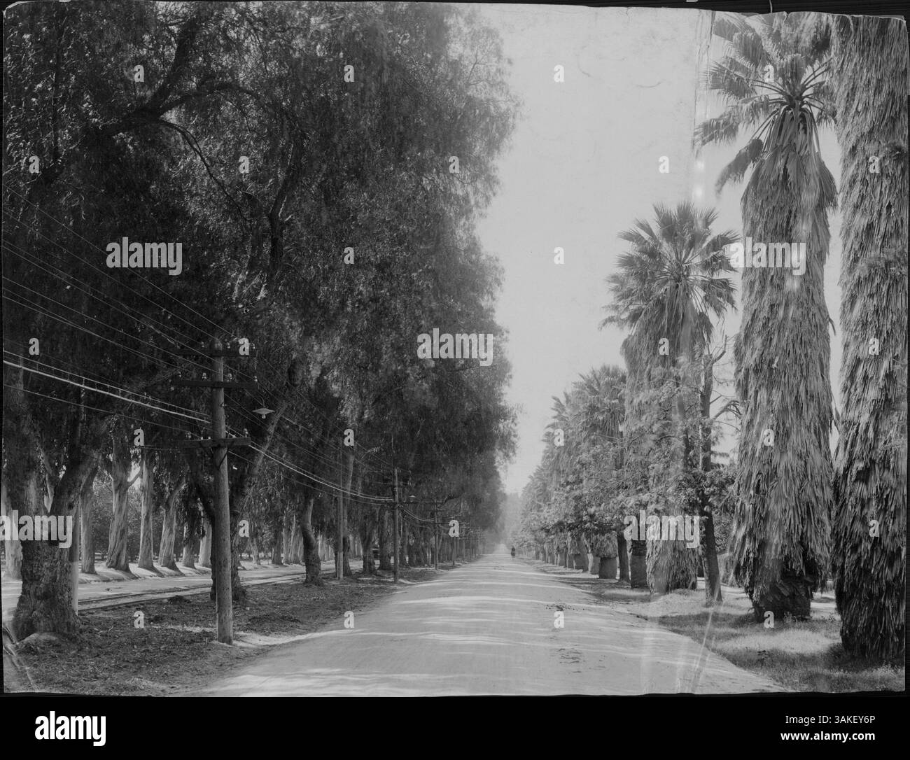 Riverside, California celebrates 'Loring Day' in April by planting ...