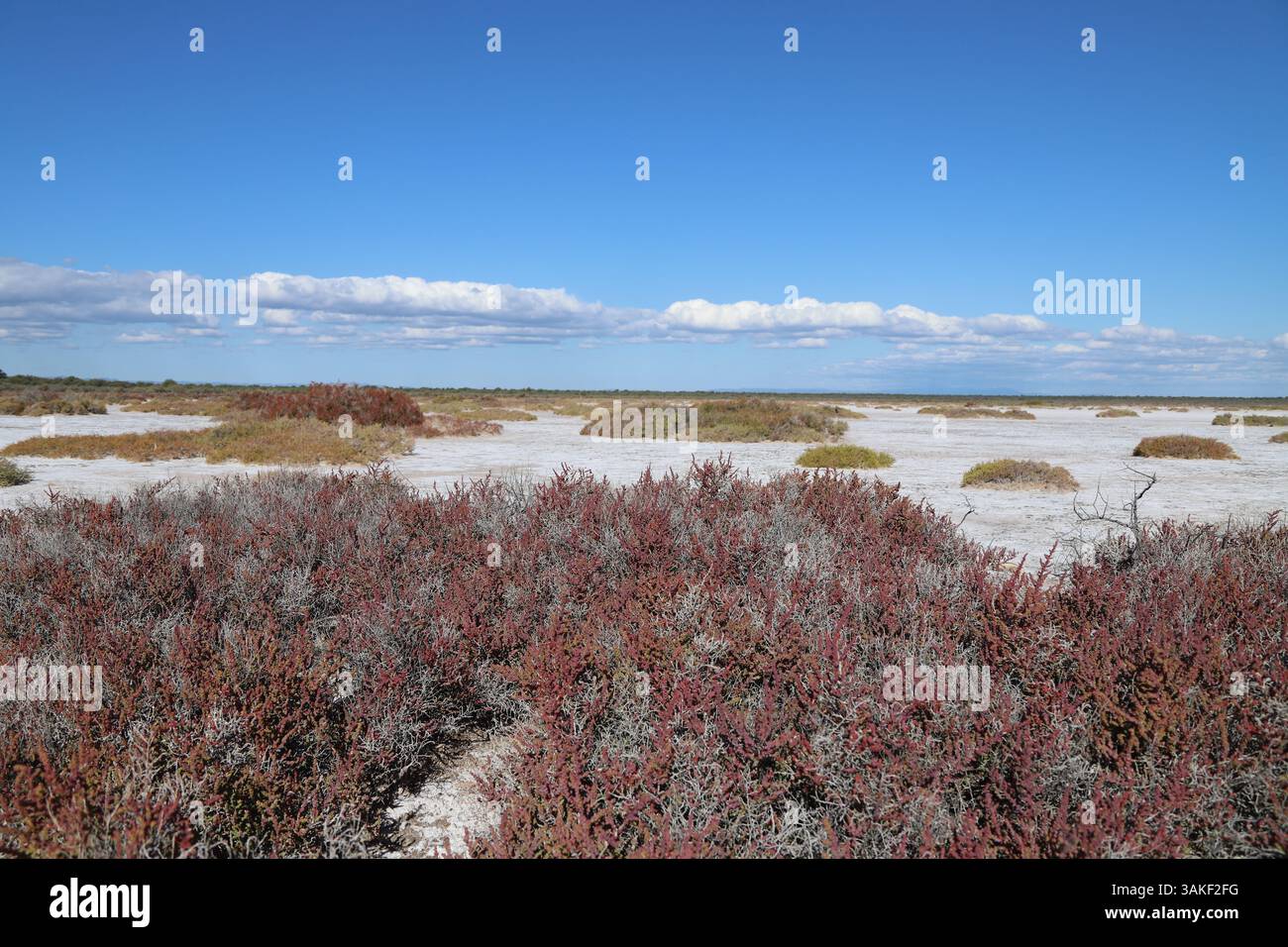 Salt flats with sparse red vegetation under a clear blue sky. The ...