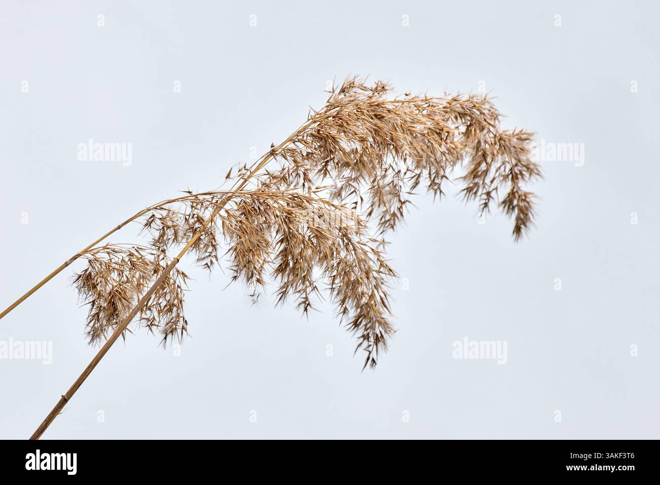 Feathery stalks hi-res stock photography and images - Alamy