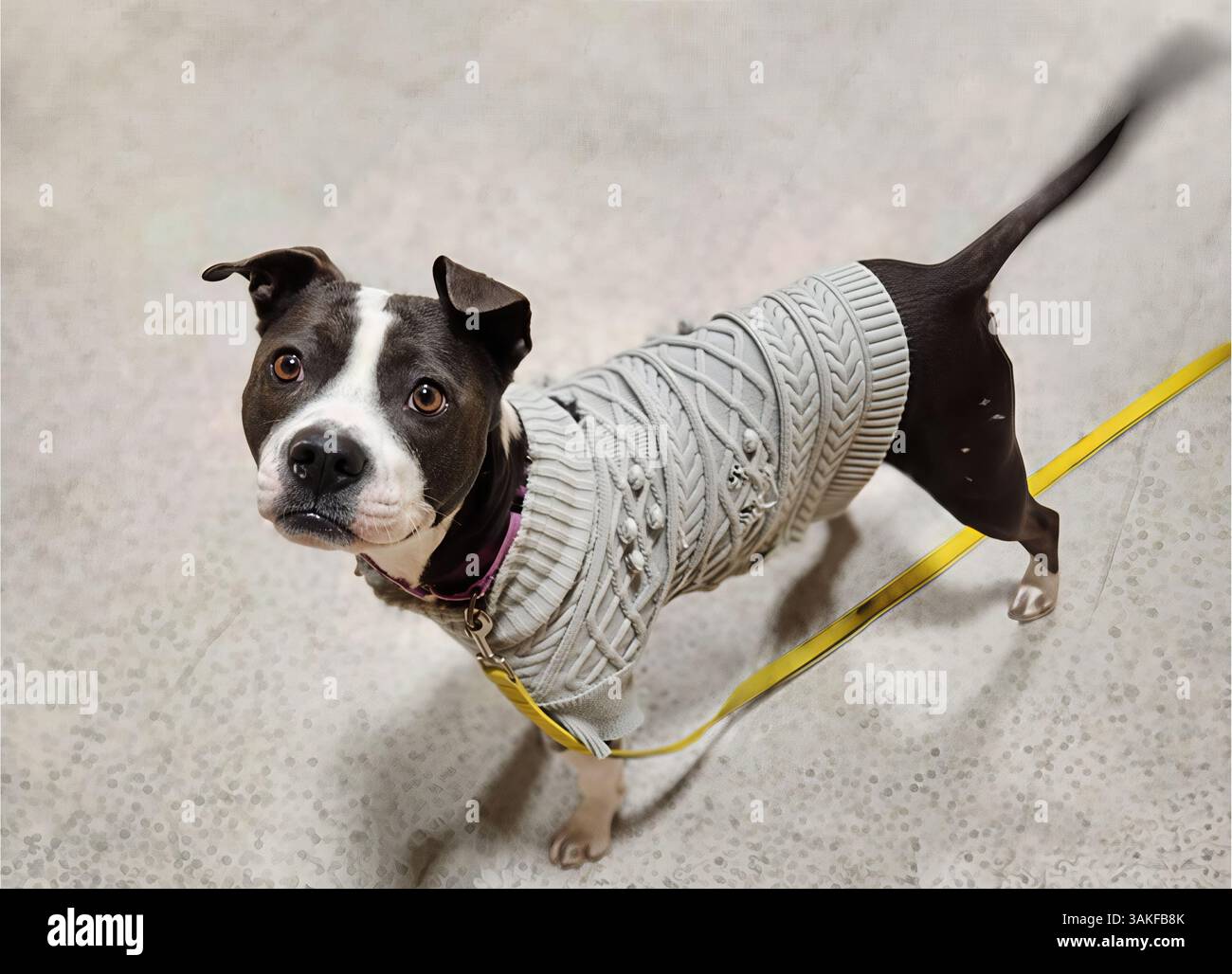 Stylish and sweet, this pit bull mix wears a textured gray sweater and ...