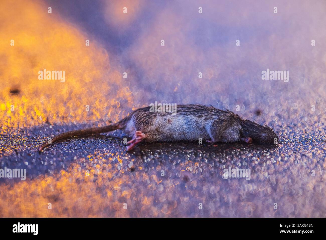 Dead rat on asphalt road Stock Photo - Alamy