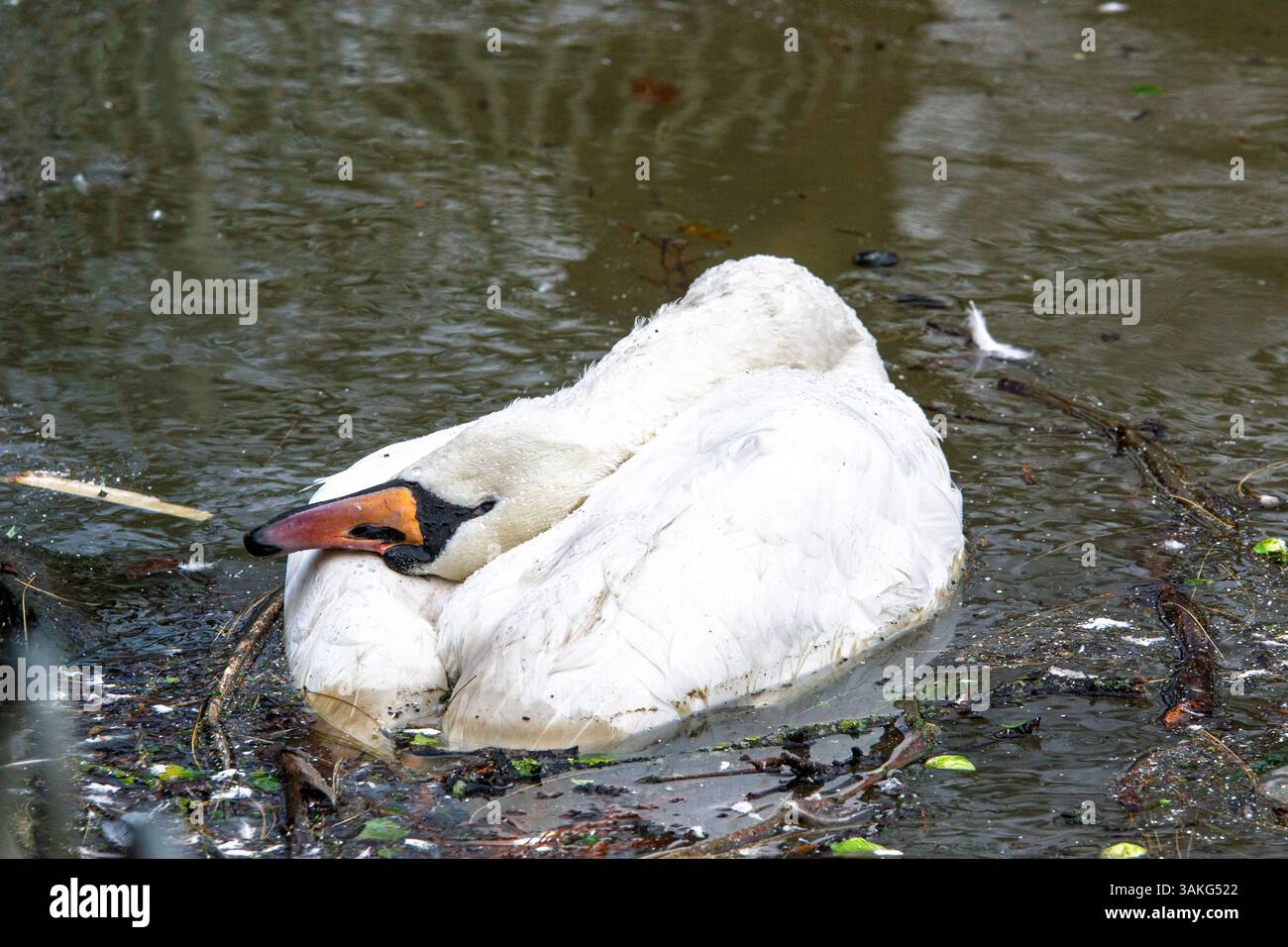 Dead Swan in Jephson Gardens confirmed to have contracted avian flu ...