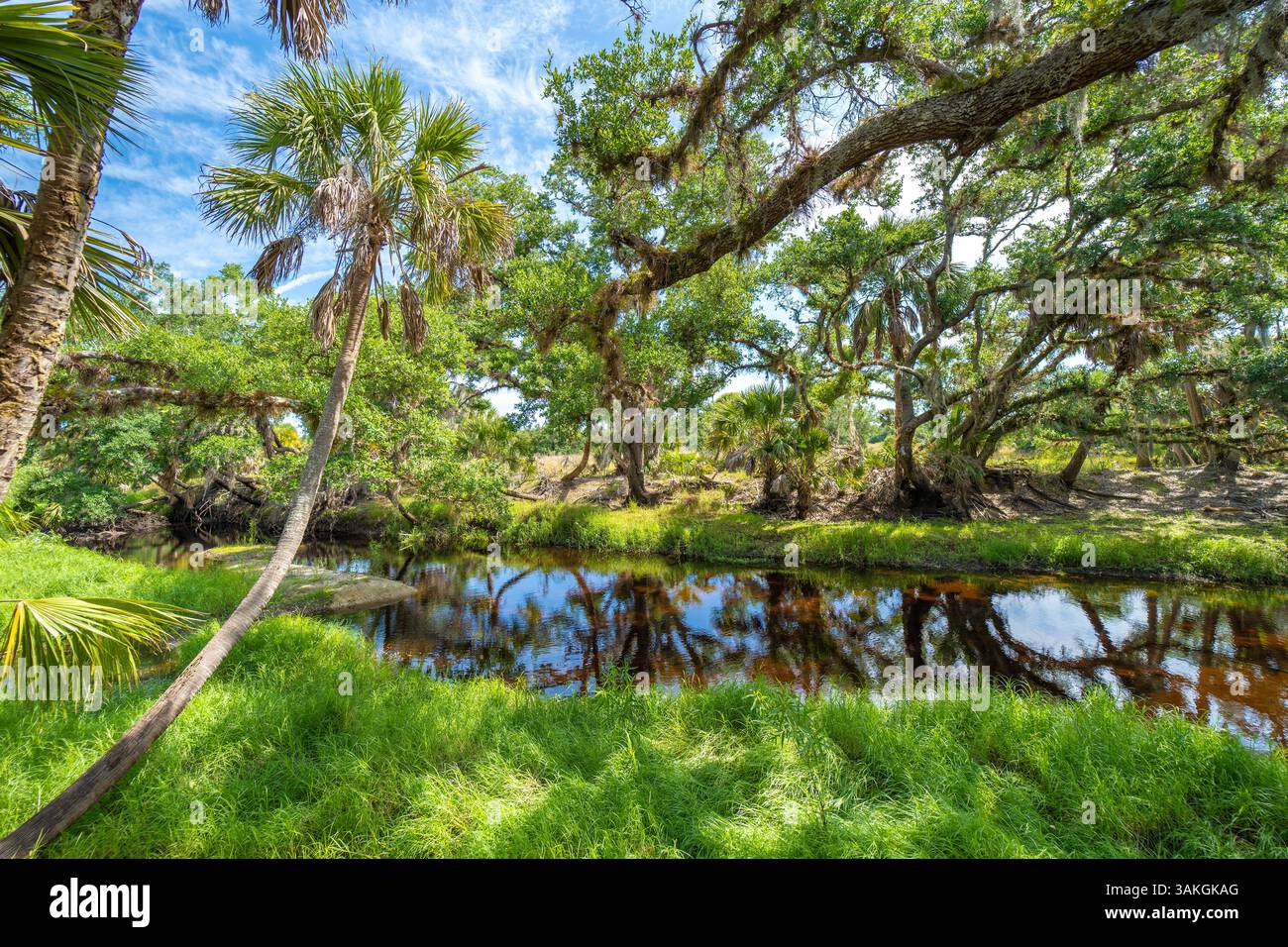 Beautiful tropical nature. Jungle rainforest with river between green ...