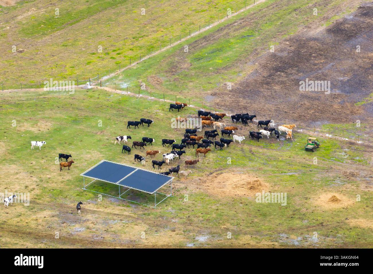 Cattle stockyard with meat cows. Feeding of livestock on farm feedlot ...