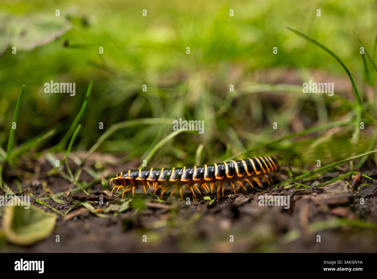 Legs of Low Angle Of Black and Yellow Millipede Working To Cross Trail ...
