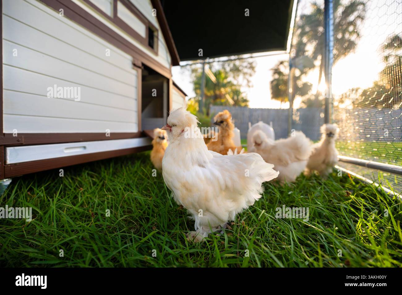 Keeping domestic chicken in free range chicken coop on home backyard ...