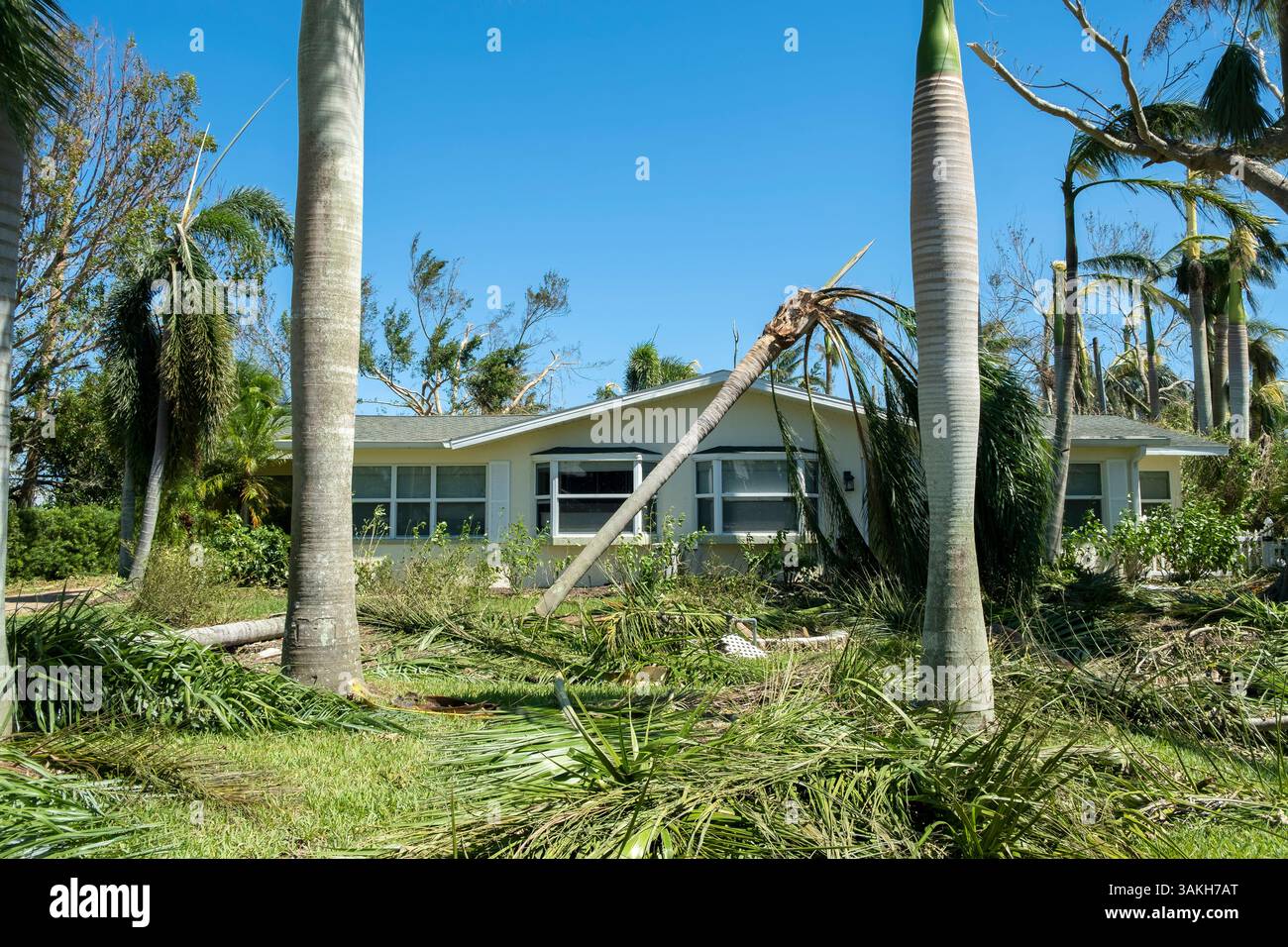 Uprooted palm tree after hurricane on Florida home front yard ...