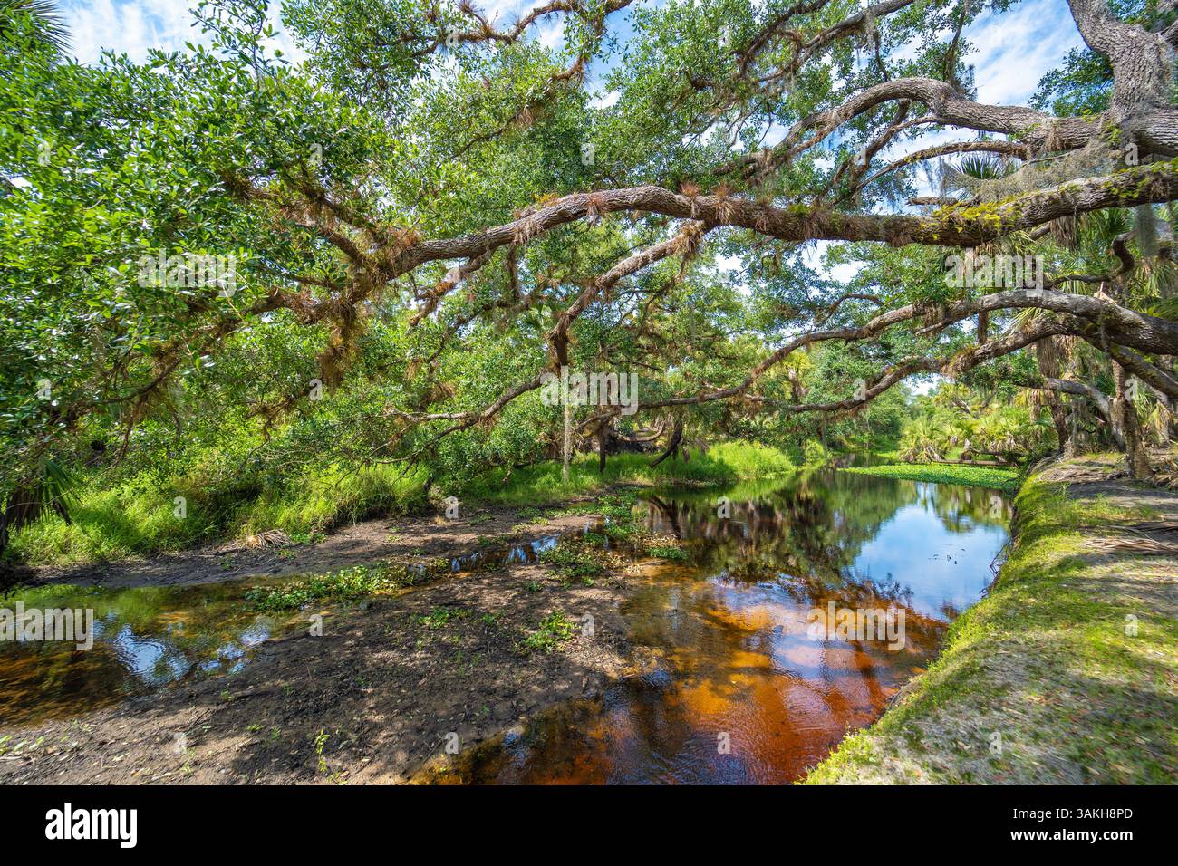 Wetlands wild tropical nature with dense green rainforest. Florida ...