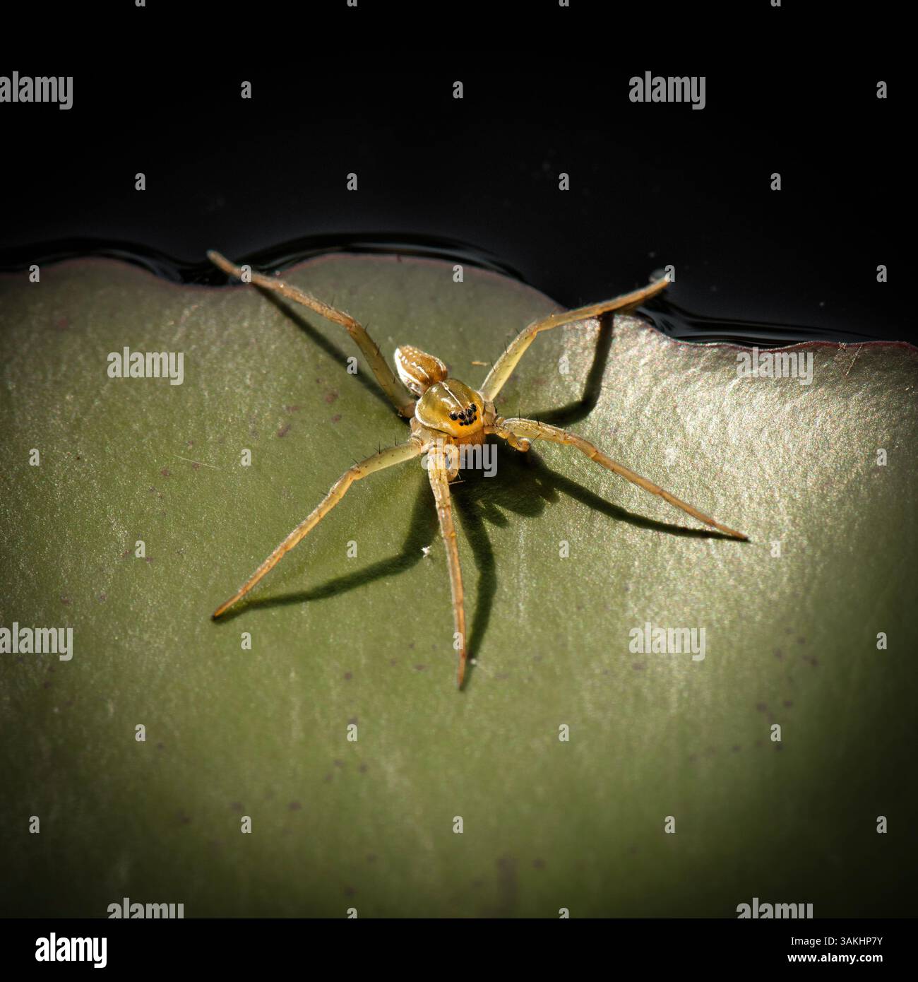 The Crafty Fishing Spider also known as Dolomedes facetus is a ...