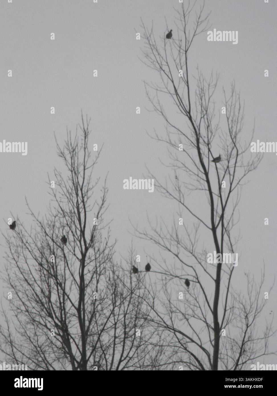 Sharp tailed grouse in a tree hi-res stock photography and images - Alamy
