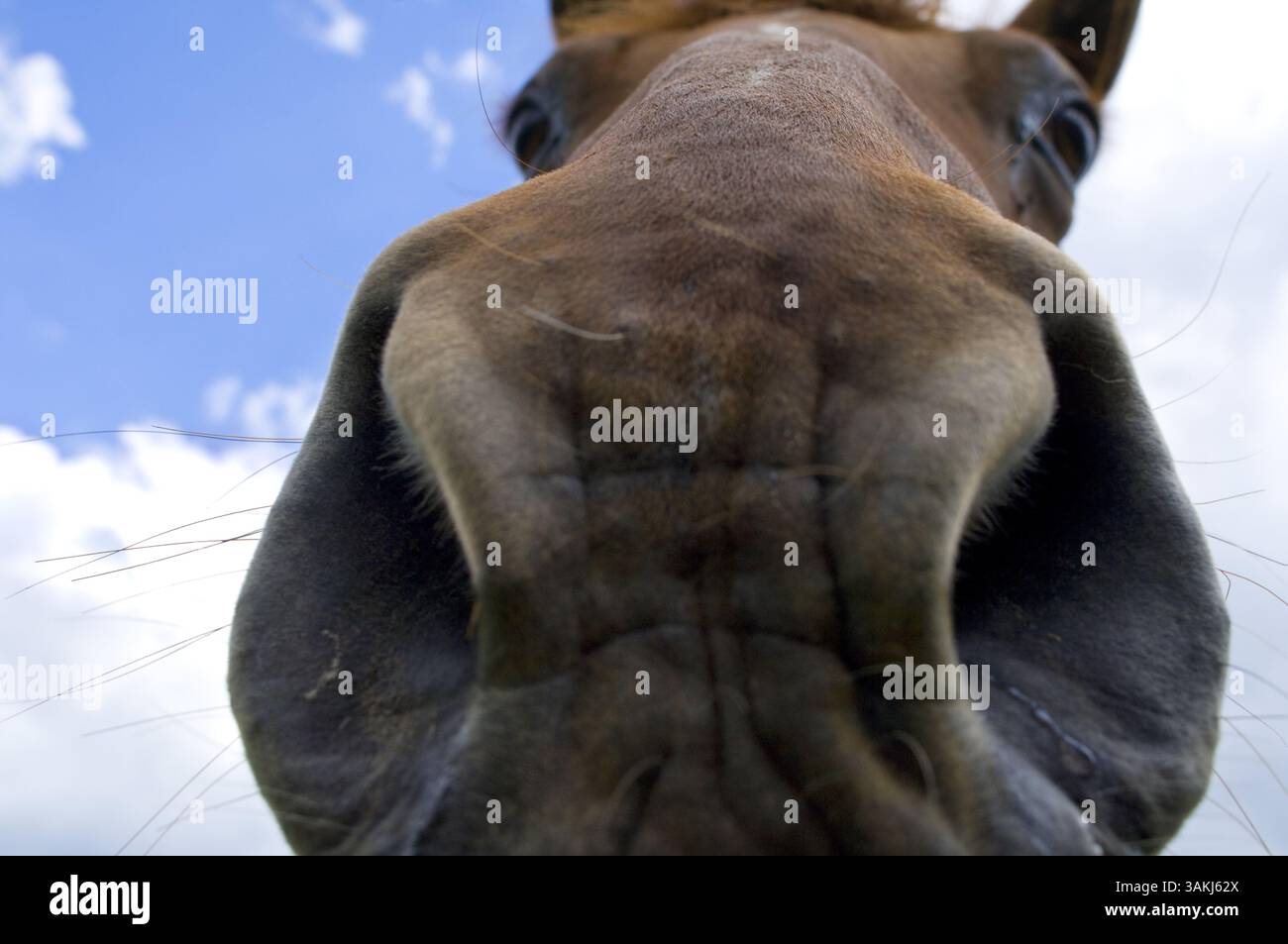 Roan grullo horse color hi-res stock photography and images - Alamy