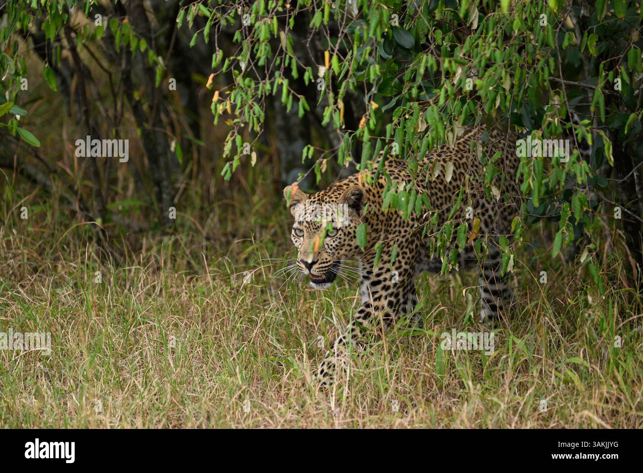 The female African leopard known as Falau displaying stalking behavior ...