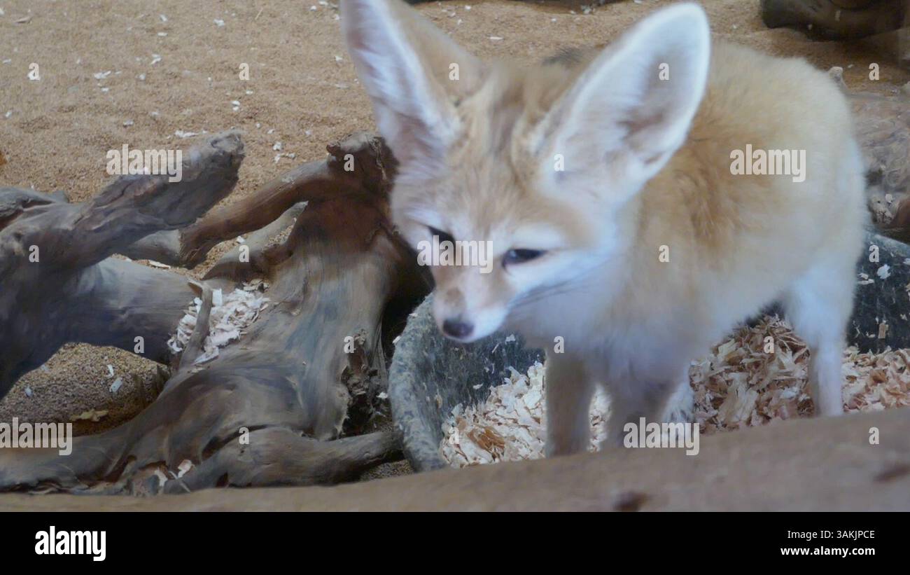 Los Angeles, California, USA 10th April 2025 Fennec Fox Radar at LA Zoo ...