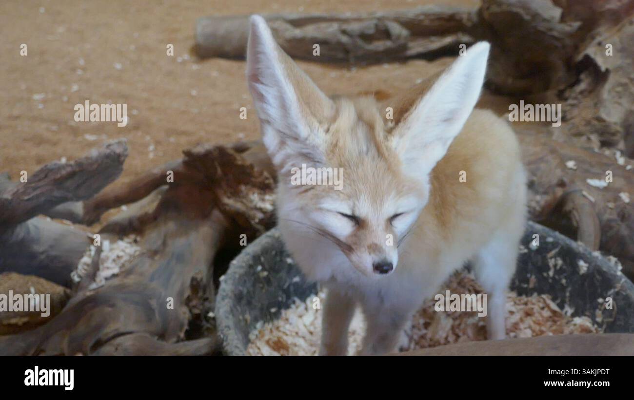 Los Angeles, California, USA 10th April 2025 Fennec Fox Radar at LA Zoo ...
