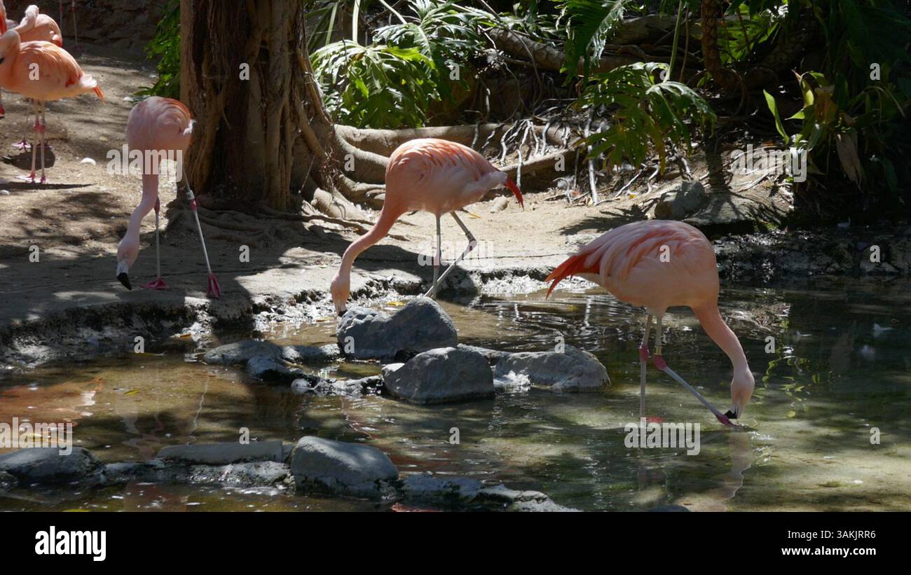 Los Angeles, California, USA 10th April 2025 Flamingos at LA Zoo on ...