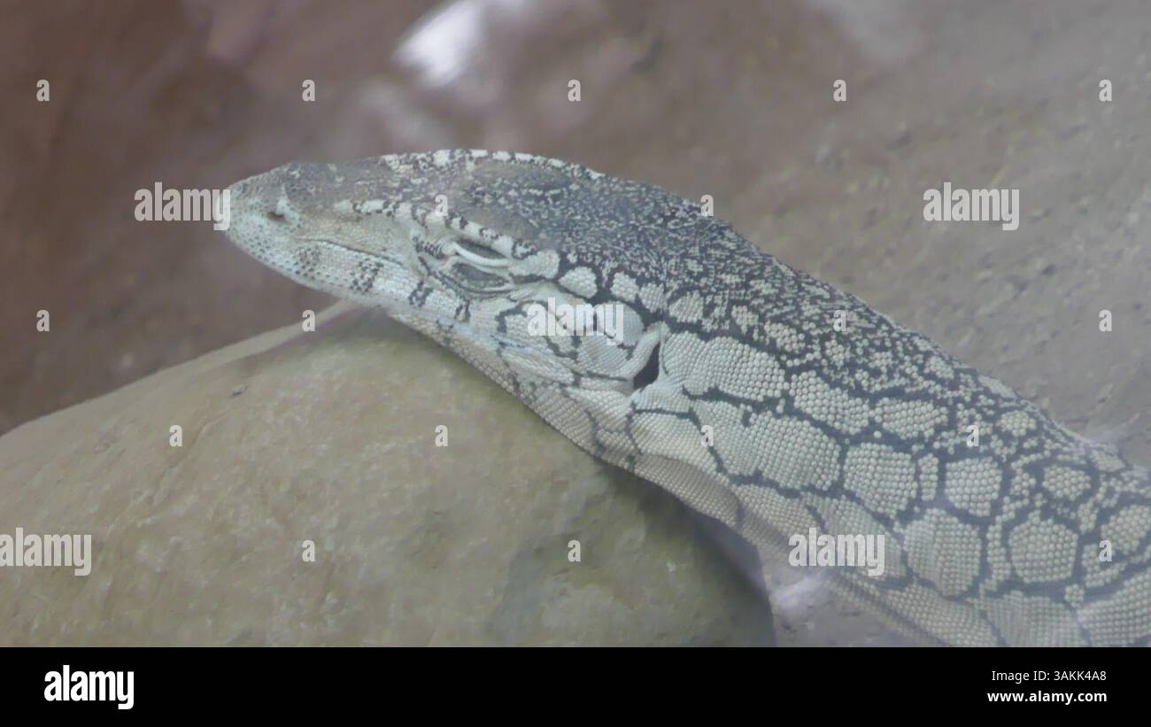 Los Angeles, California, USA 10th April 2025 Perente at LA Zoo on April ...