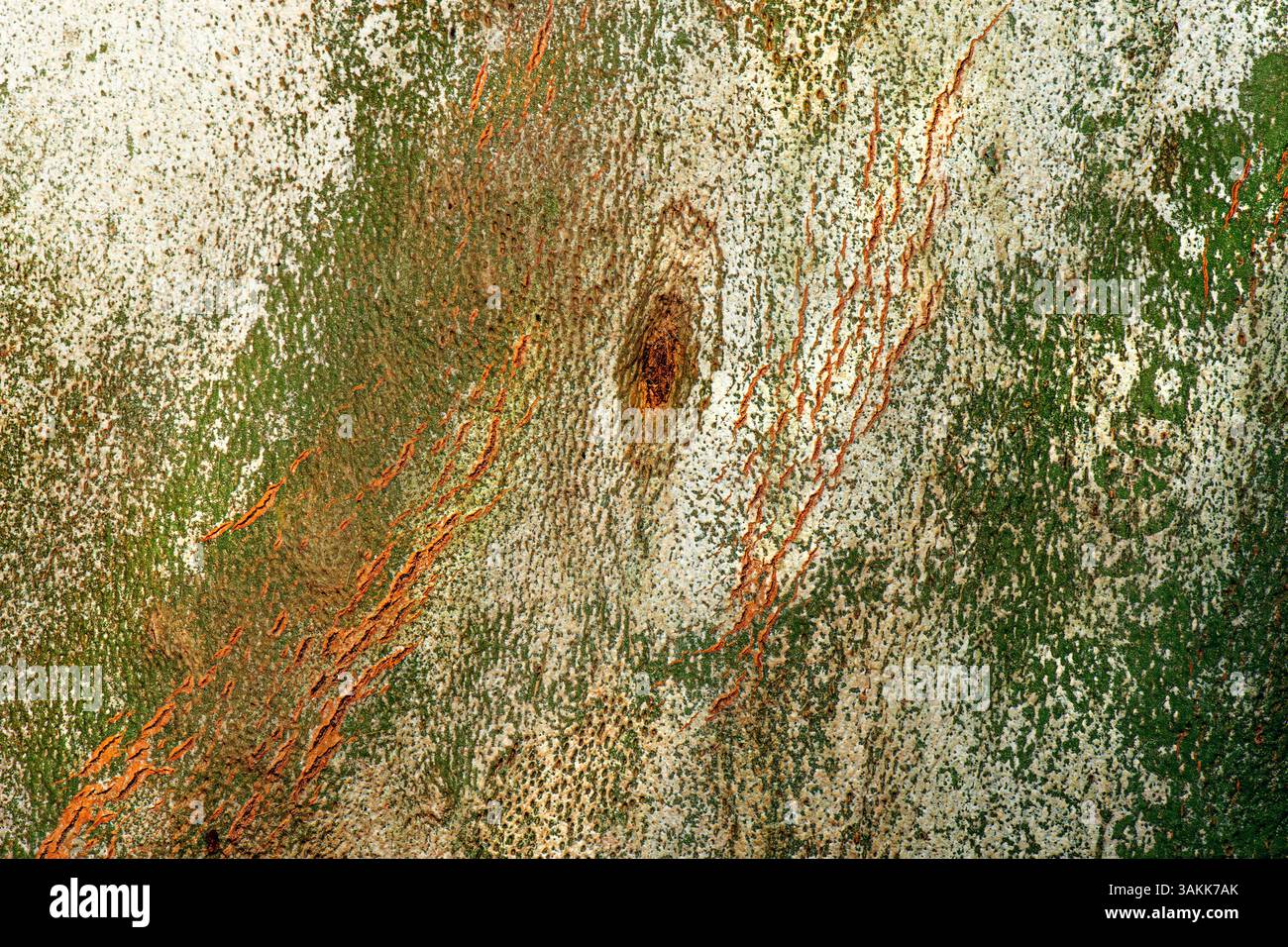 Platanus mexicana is a species of plane tree that is native to ...