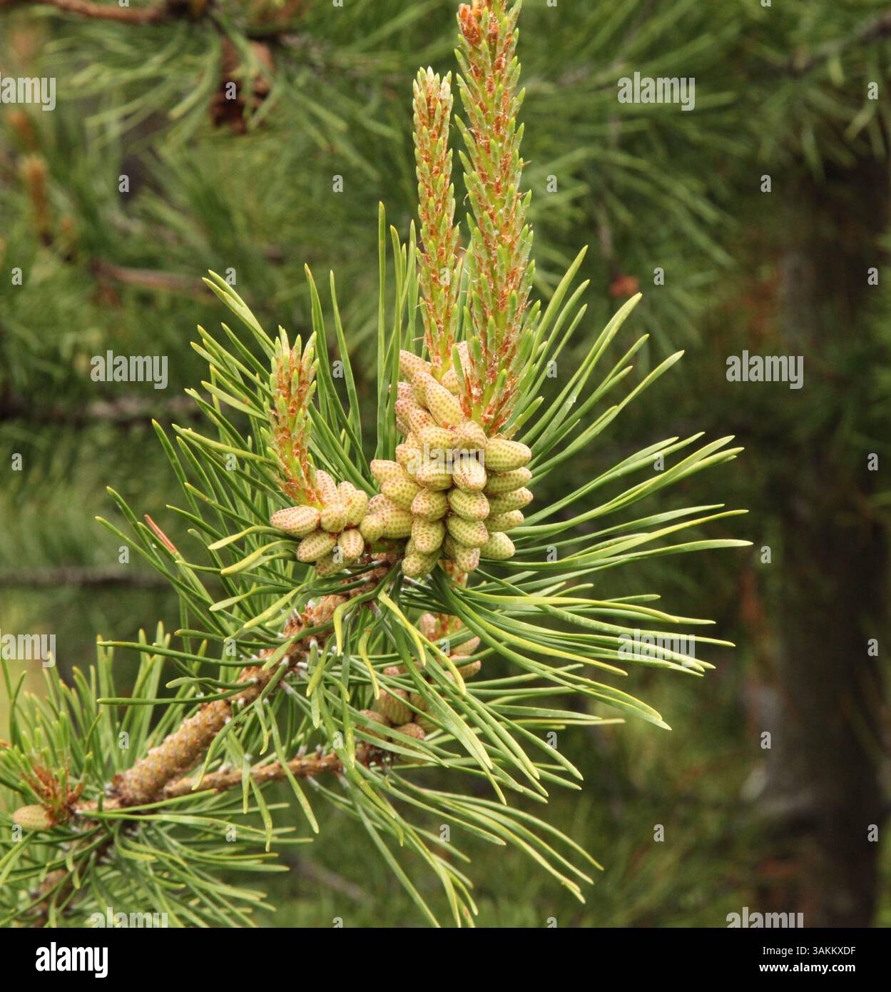 Shore pine pinus contorta contorta hi-res stock photography and images ...