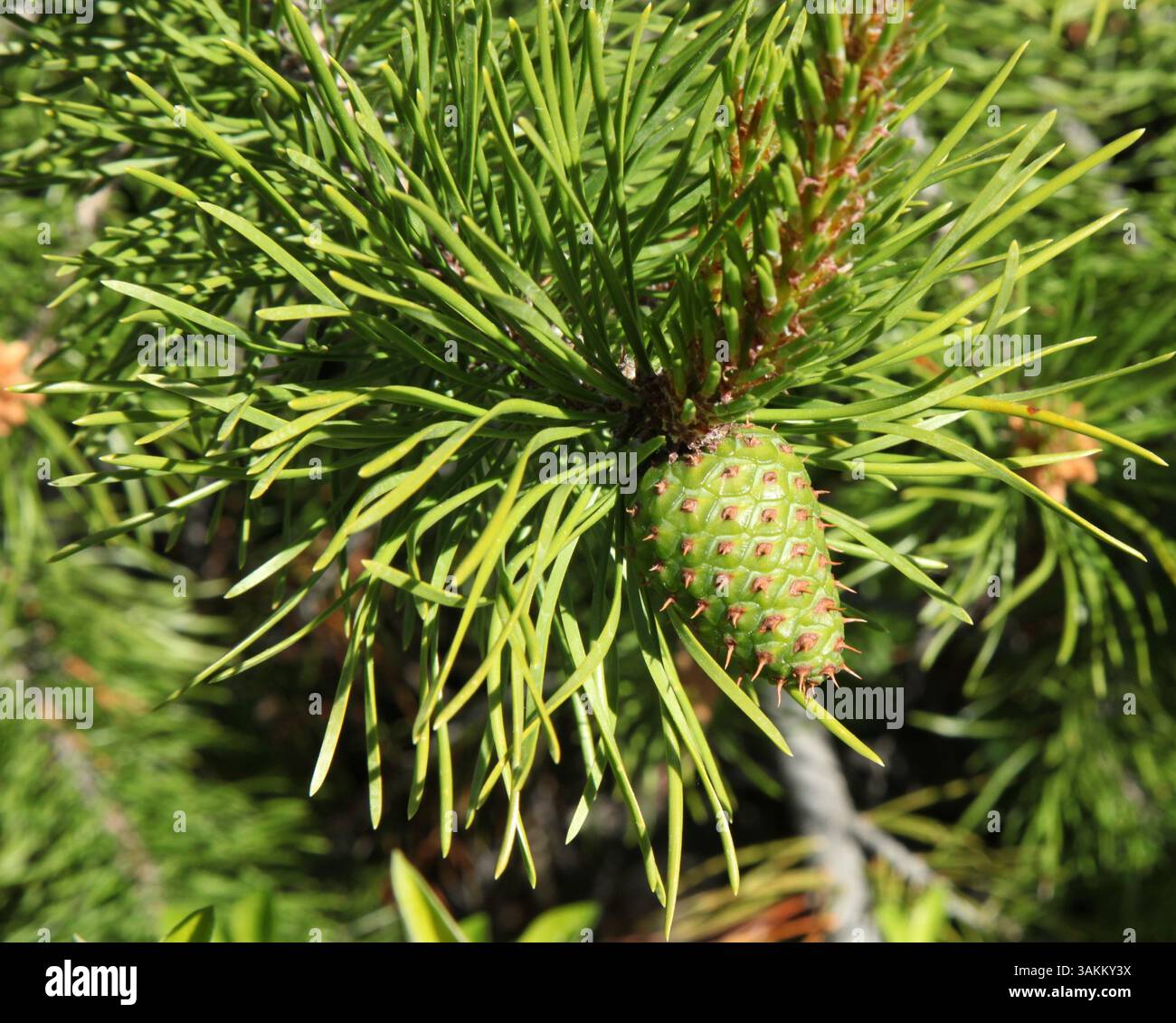 Shore pine pinus contorta contorta hi-res stock photography and images ...