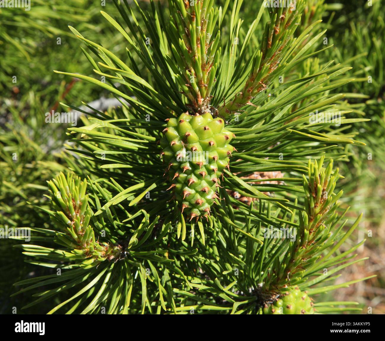 Shore pine pinus contorta contorta hi-res stock photography and images ...