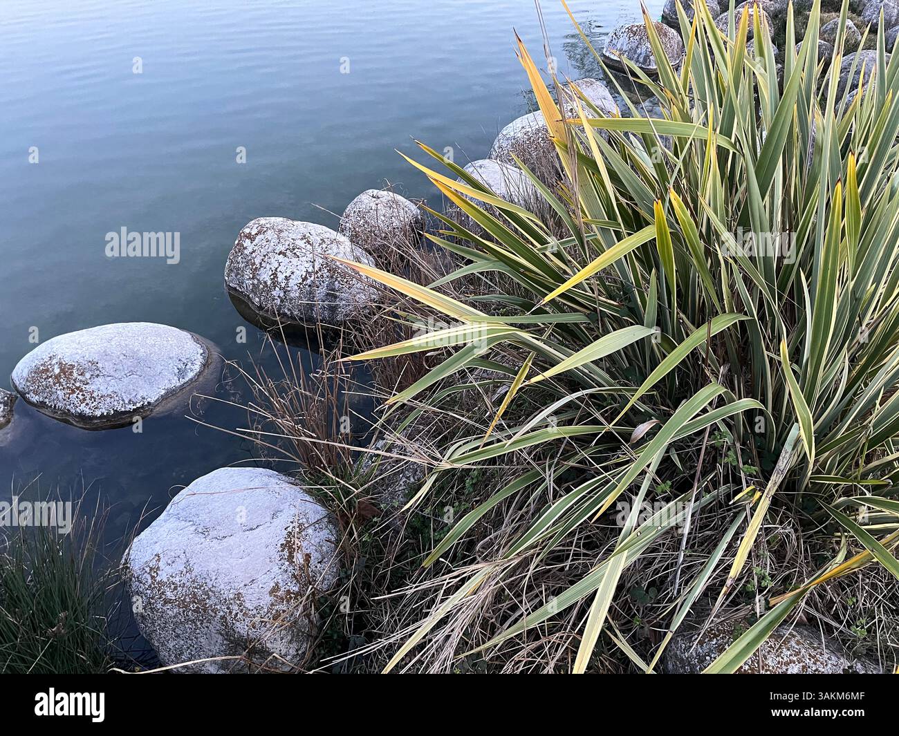 Spring view of lake with rush hi-res stock photography and images - Alamy