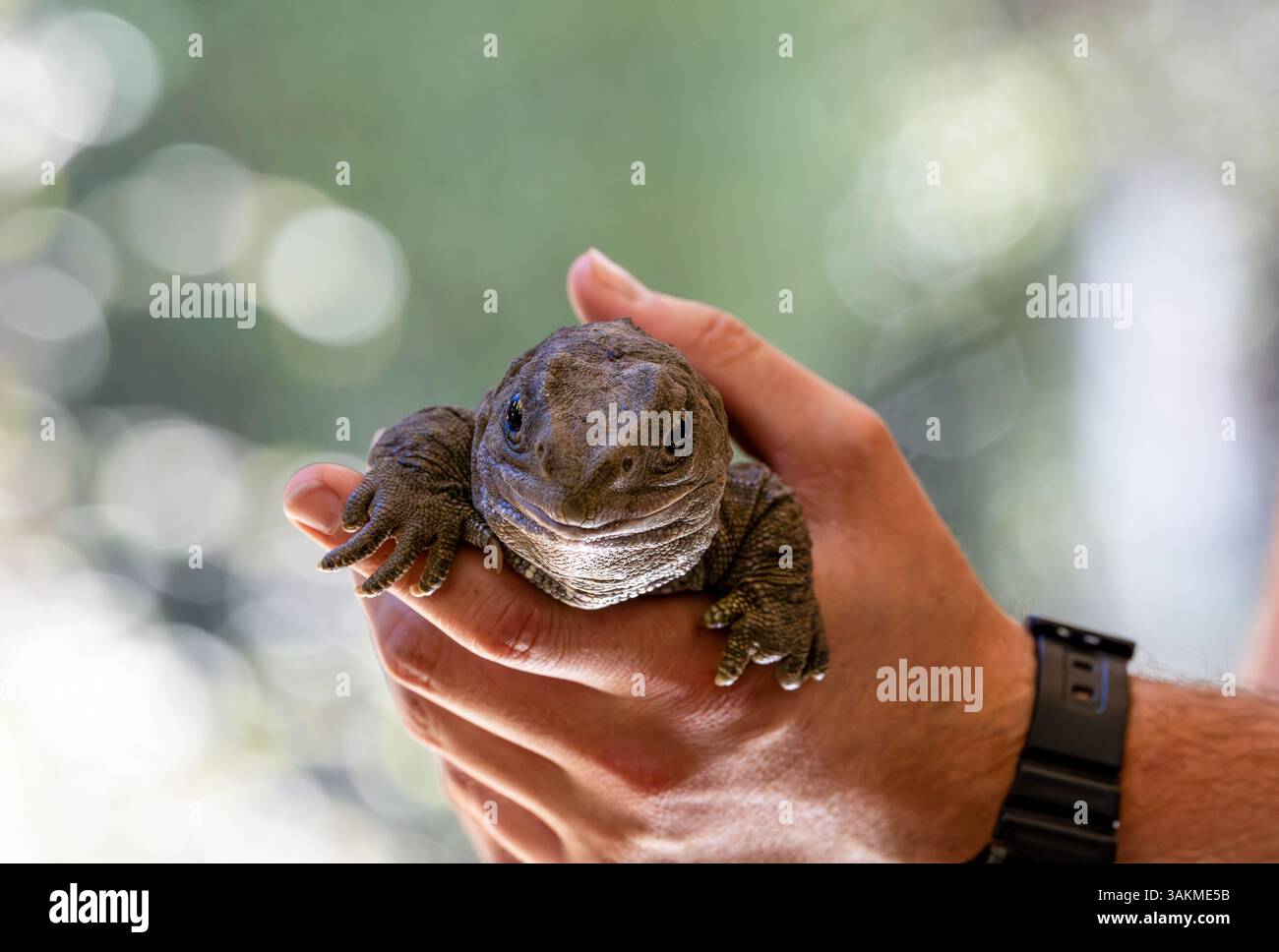 Tuatara in the hand. An ancient reptile native to New Zealand Stock ...