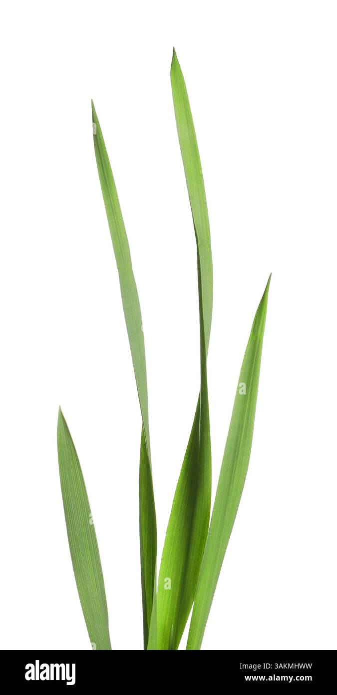 Blades of green grass isolated on white Stock Photo - Alamy