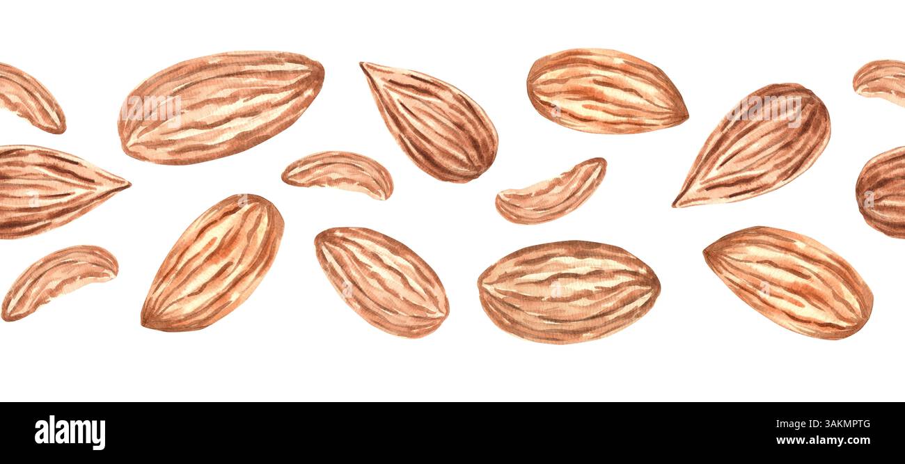 Almond nuts kernels watercolor seamless border. Hand drawn horizontal ...
