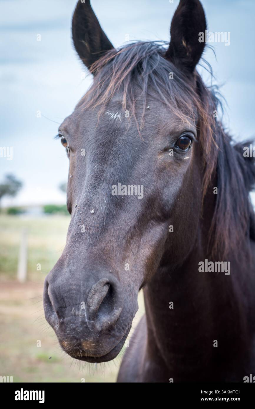Beautiful horse black mane hi-res stock photography and images - Alamy