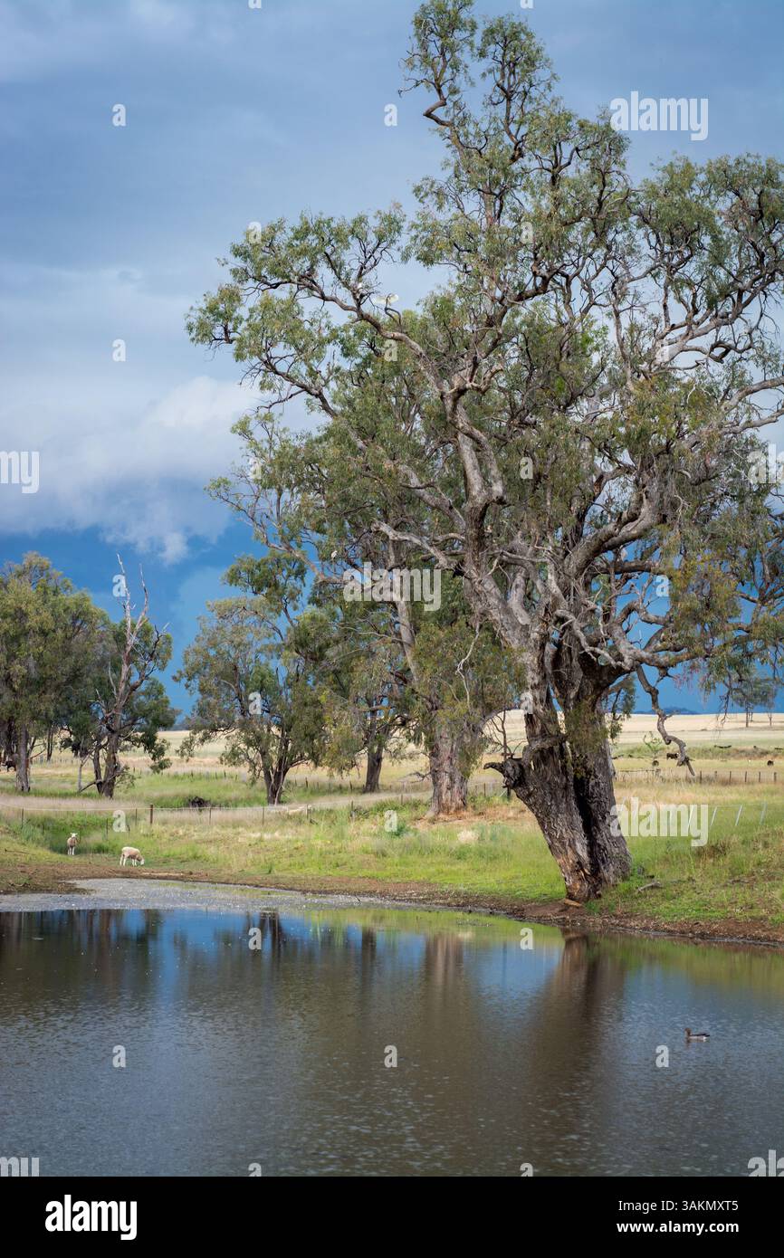field with a dam Stock Photo - Alamy
