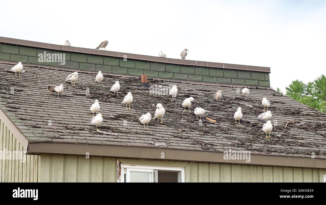A Group of Seagulls of Various Sizes and Colors Standing on a Rooftop ...