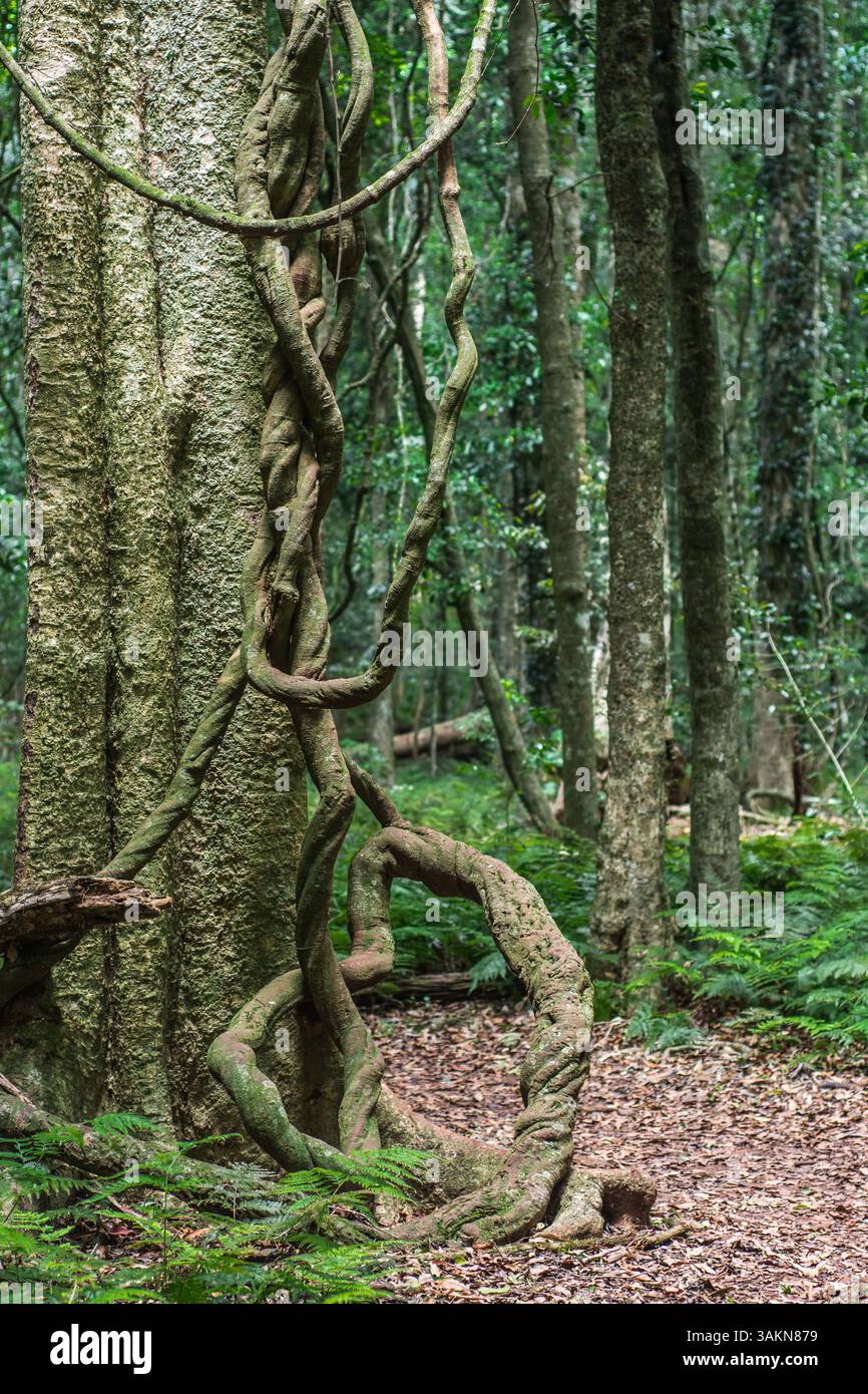 Australian rainforest tree hi-res stock photography and images - Alamy
