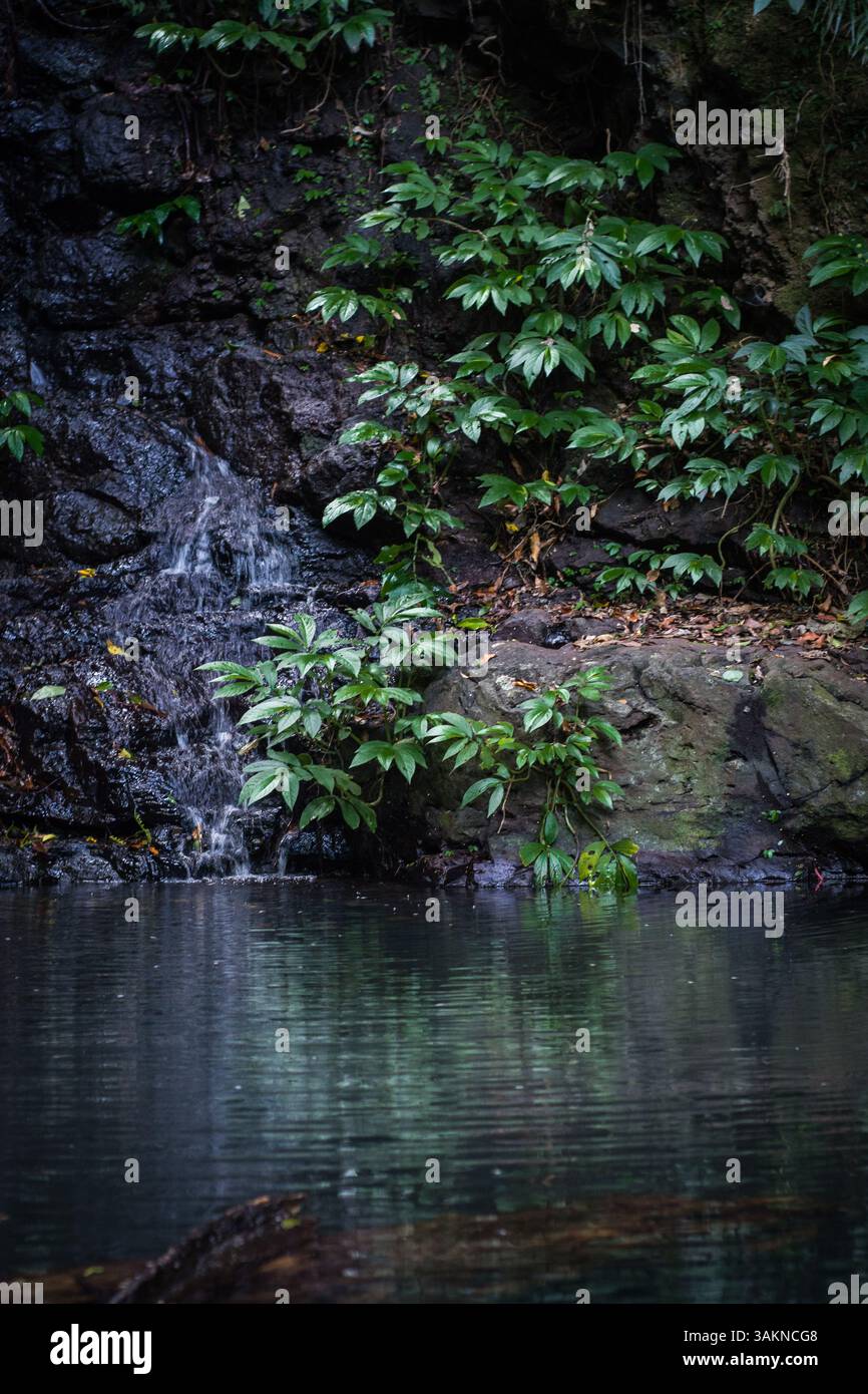 Scenic spring stream flowing through hi-res stock photography and ...